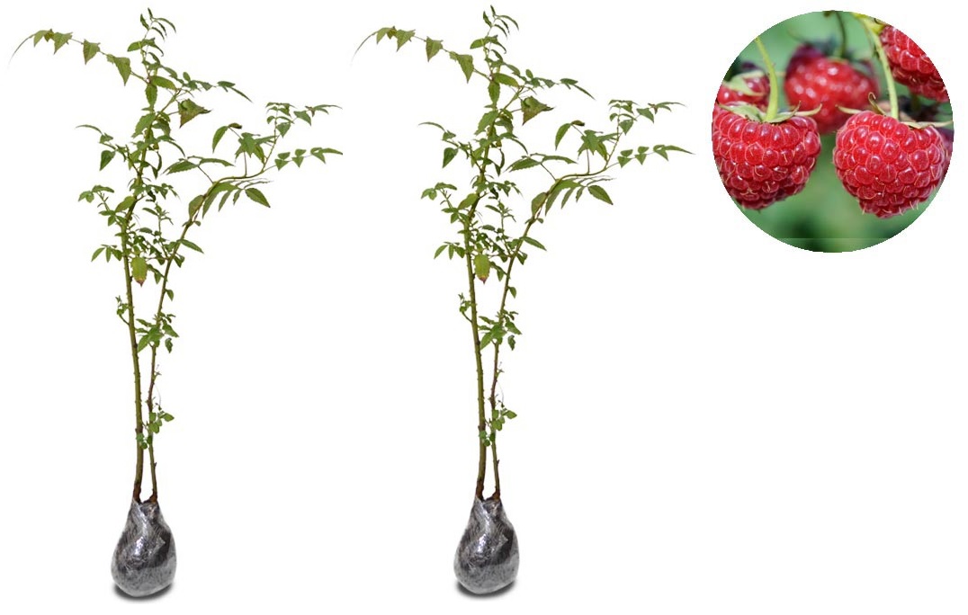 Jual Bibit Pohon Buah Raspberry Merah Tanaman Raspbery Arbei Rubus ...
