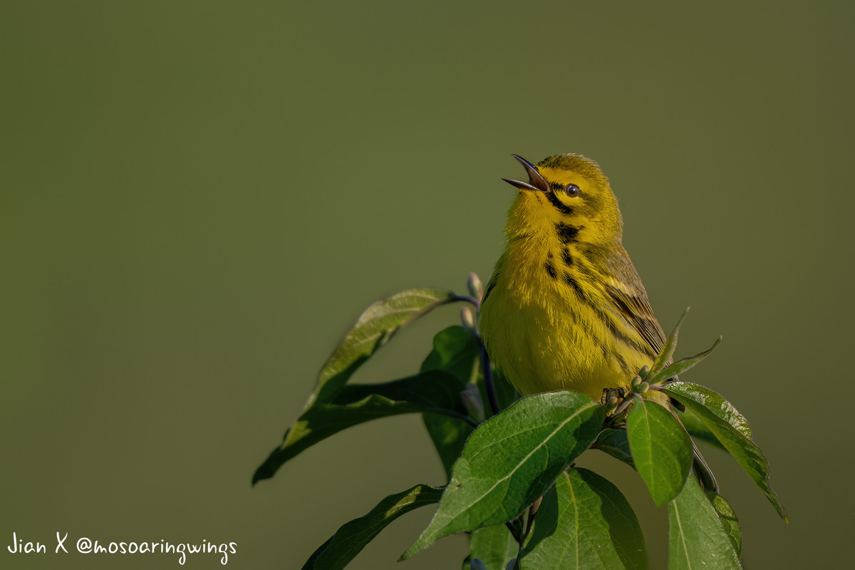 Z8 W3640 SW — Postimages