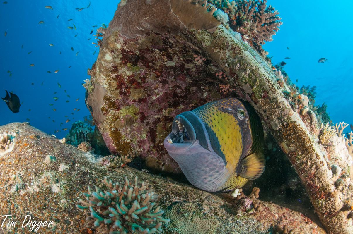 comp 8038 — Postimages