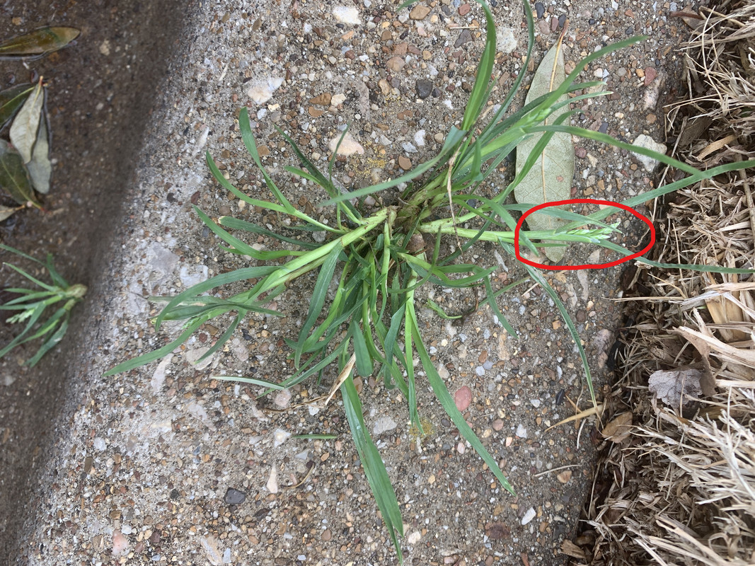 Weed 4 Seed Pod — Postimages