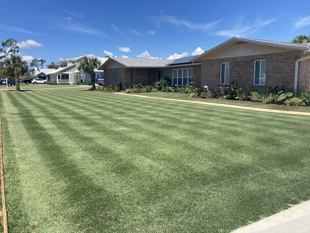 Palisade vs Empire Zoysia | Lawn Care Forum