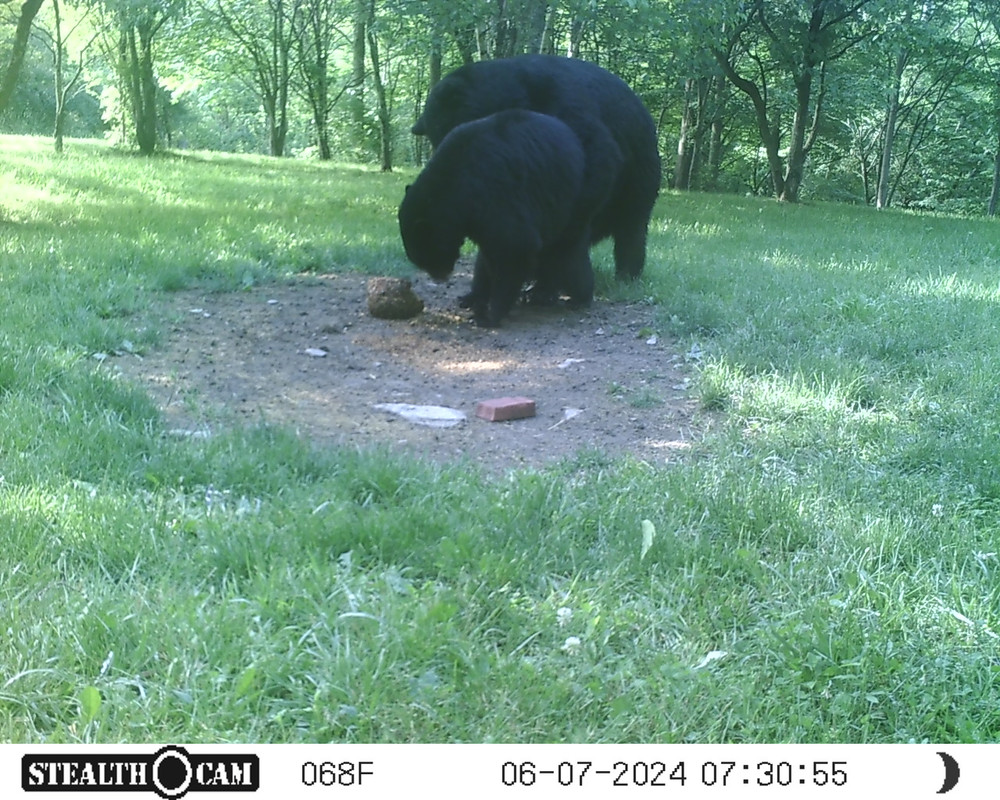 bear humping — Postimages