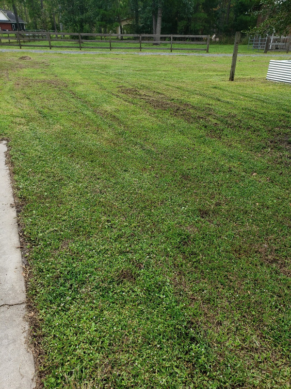 Advice for weed infested lawn in middle of bahia pasture | Lawn Care Forum
