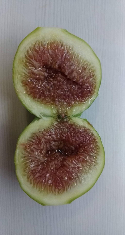 It's just a Kadota :) - Ourfigs.com