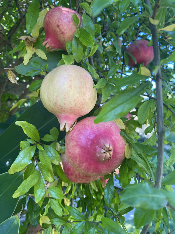 IMG 3873 — Postimages