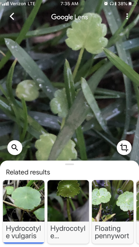 Help Identify and Destroy | Lawn Care Forum