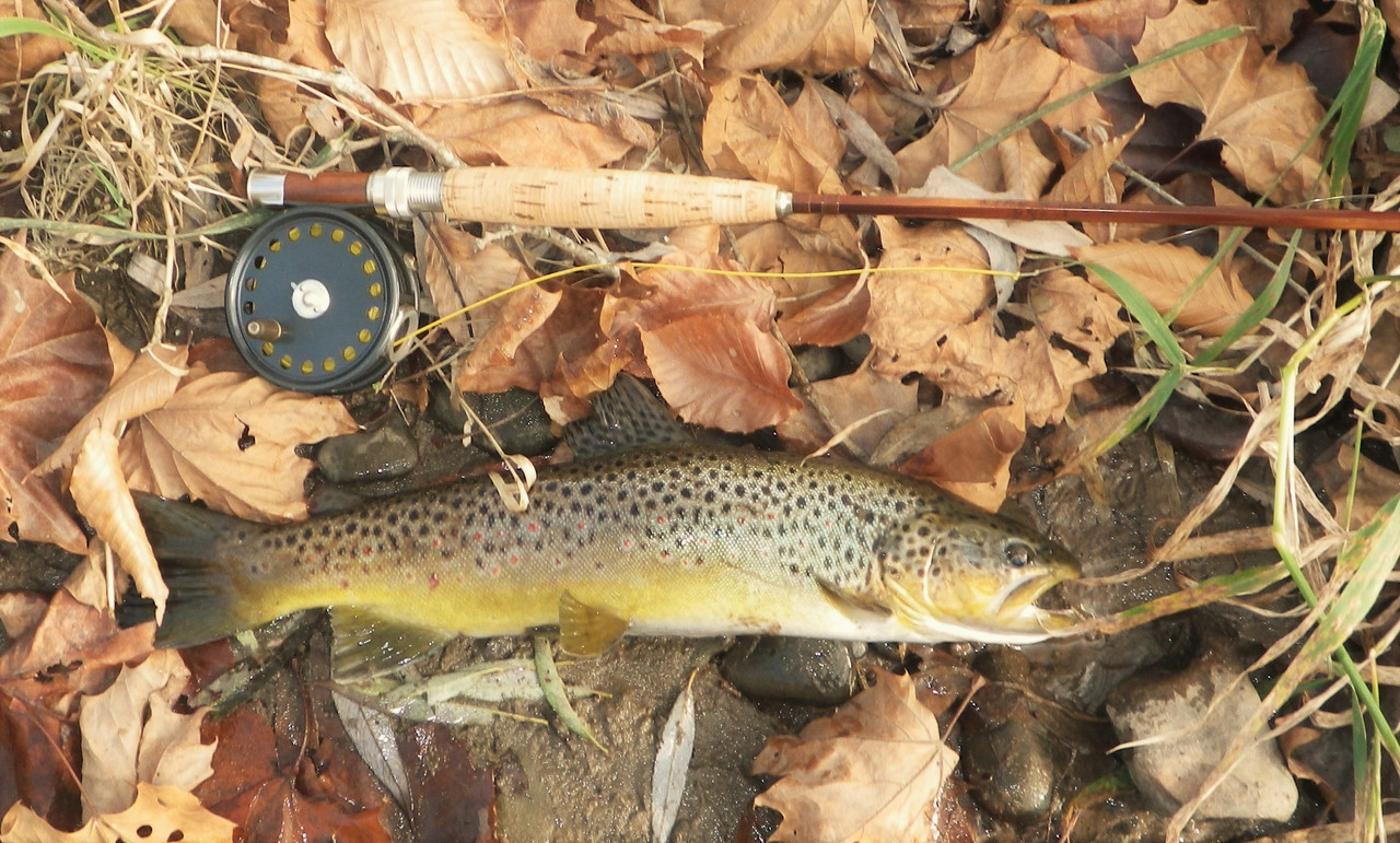 Orvis One — Postimages