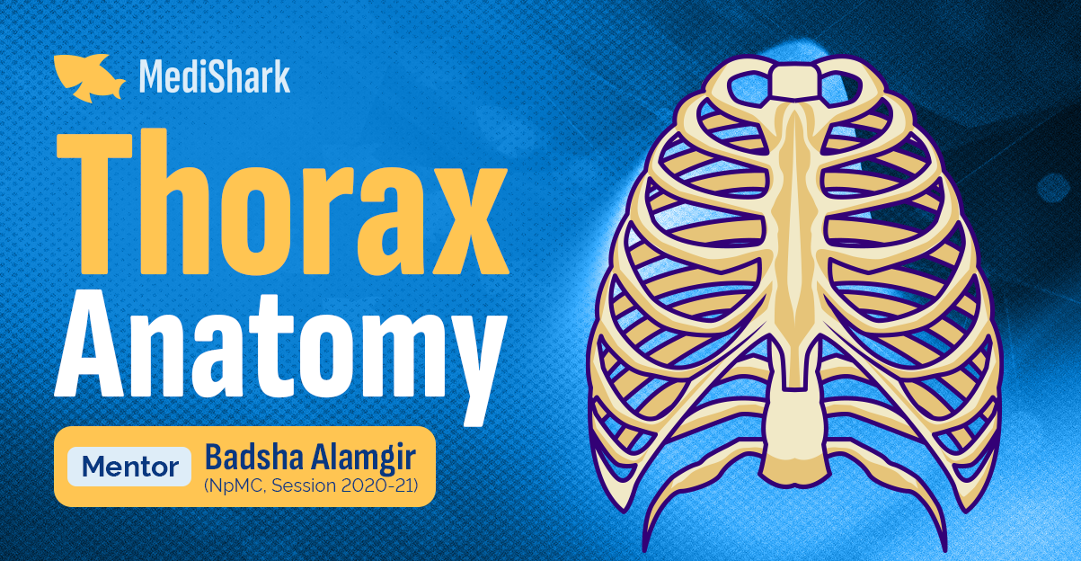 Thorax Anatomy - MediShark