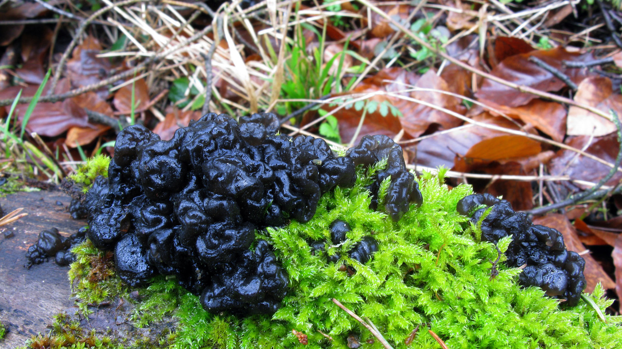 Exidia nigricans AWP 20200214 — Postimages