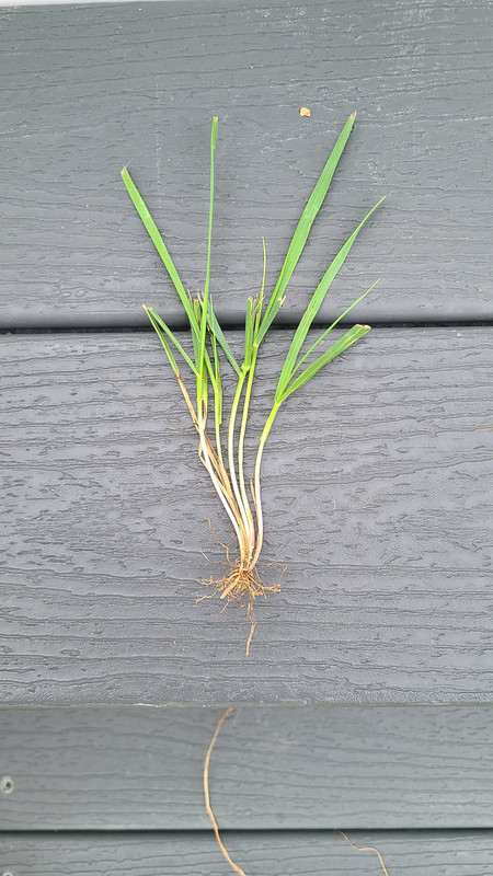 Help: Poa Triv or something else? : r/lawncare