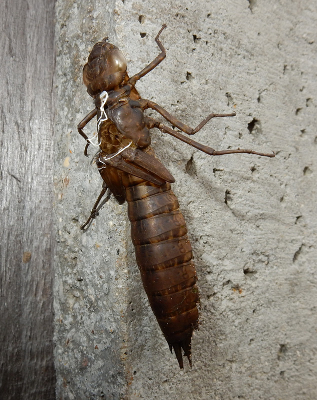 DSCN6557 resize — Postimages