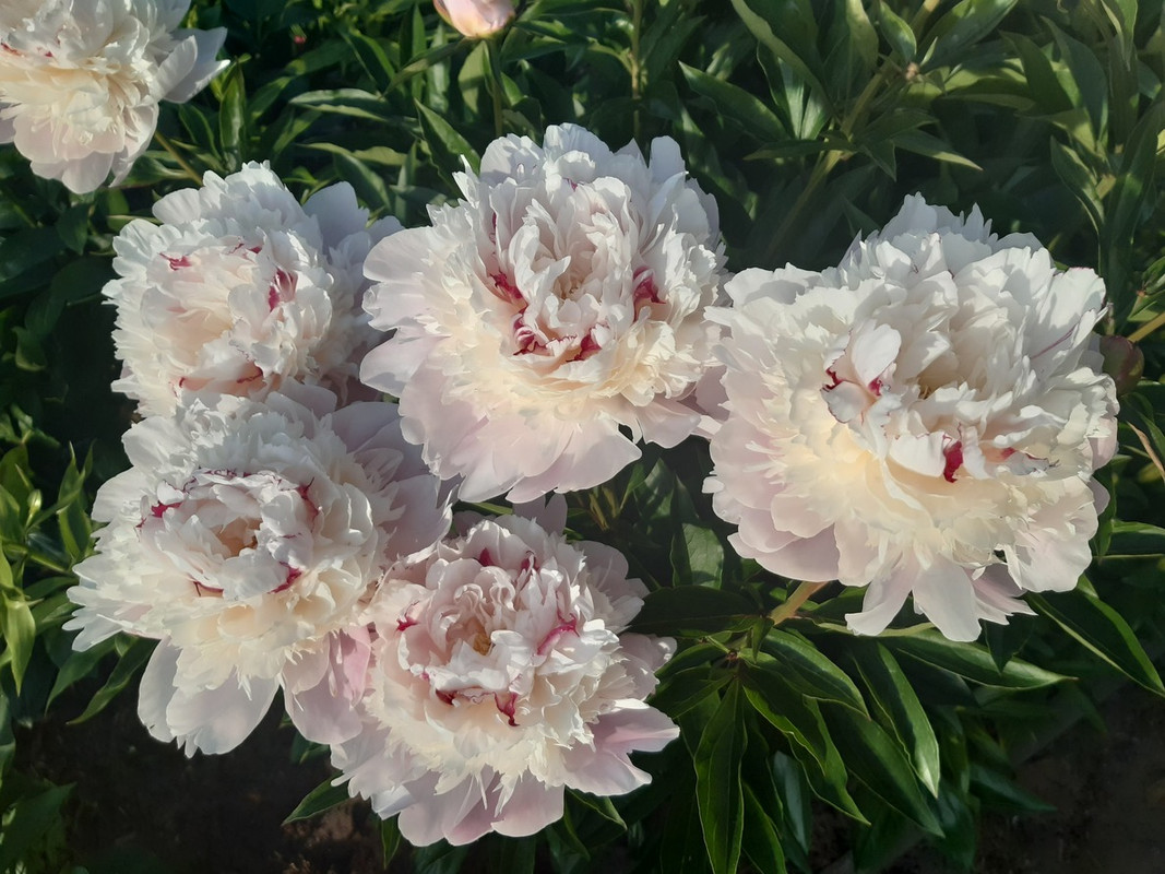 20220629 190648 — Postimages