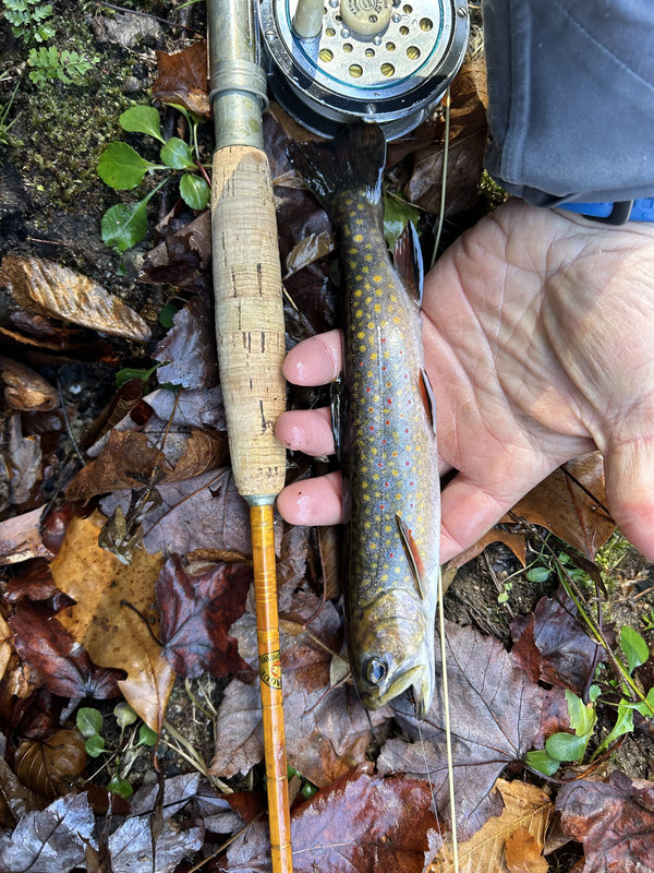 IMG 2775 — Postimages