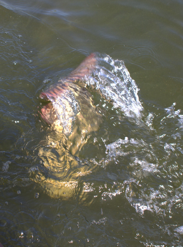 IMG 5540 — Postimages