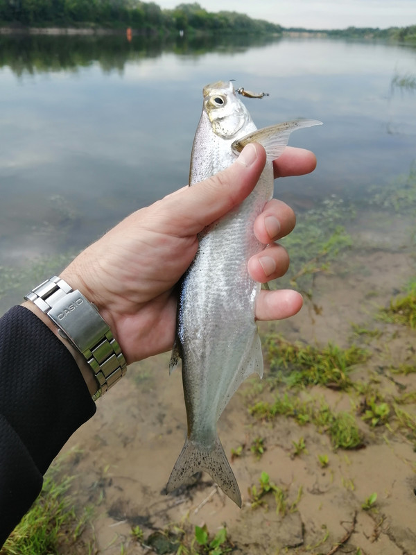 IMG 20230801 190918 — Postimages