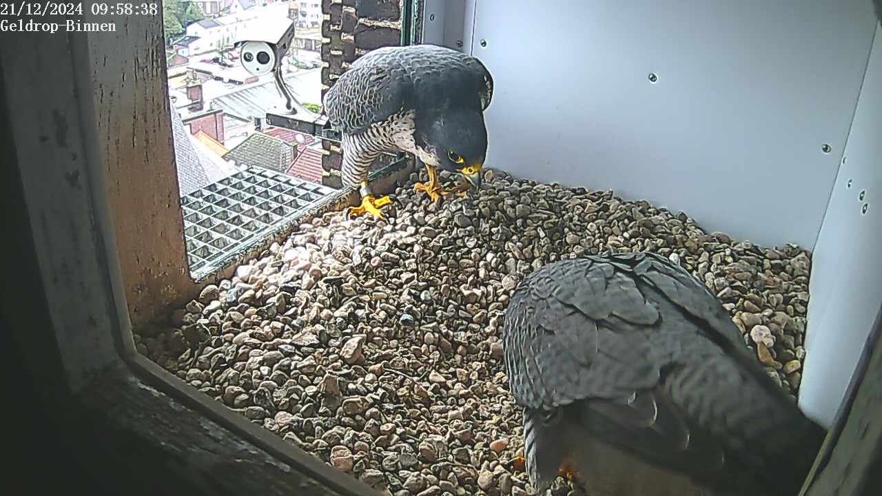 Geldrop/Brigida kerk