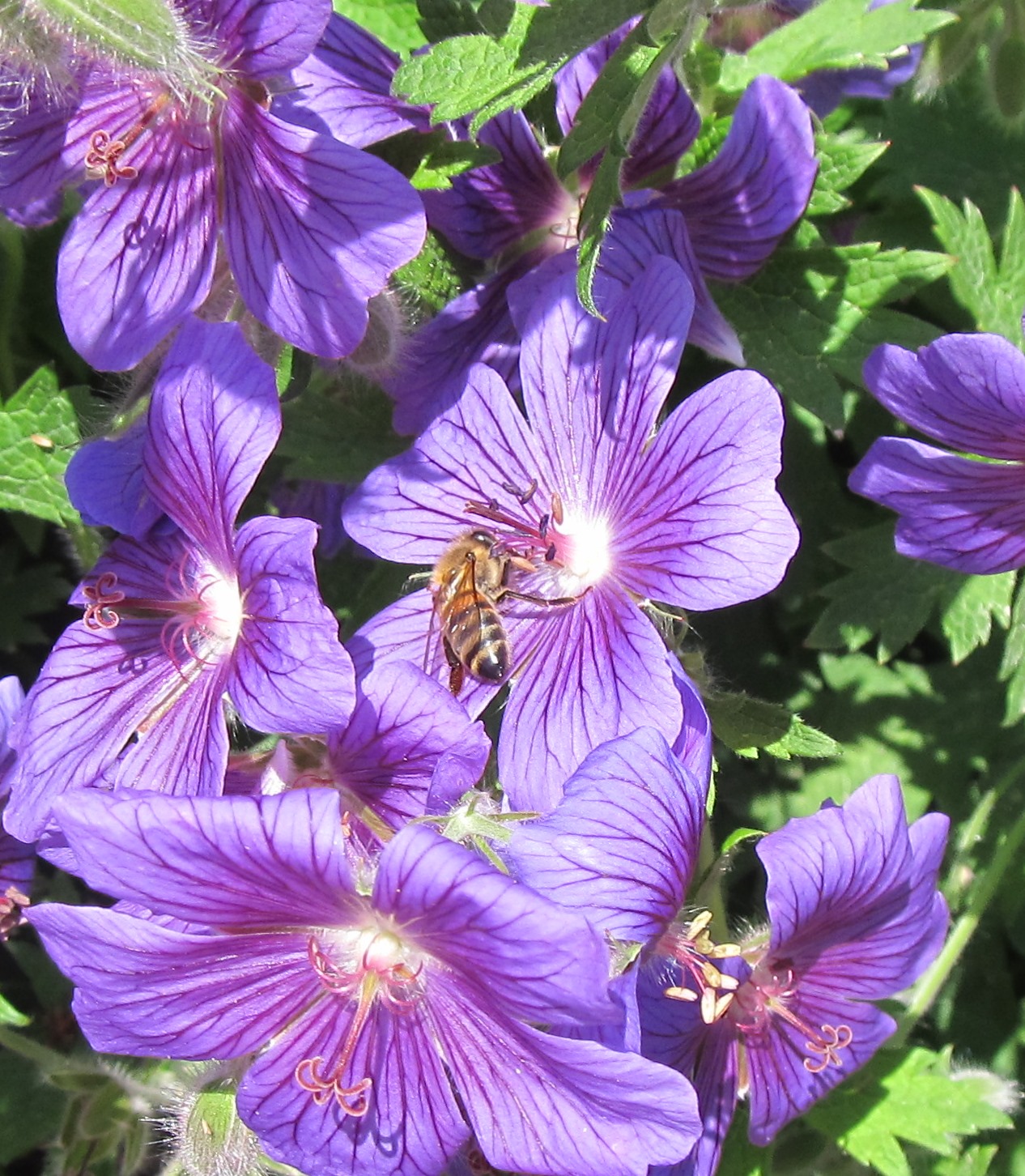 honey bee — Postimages