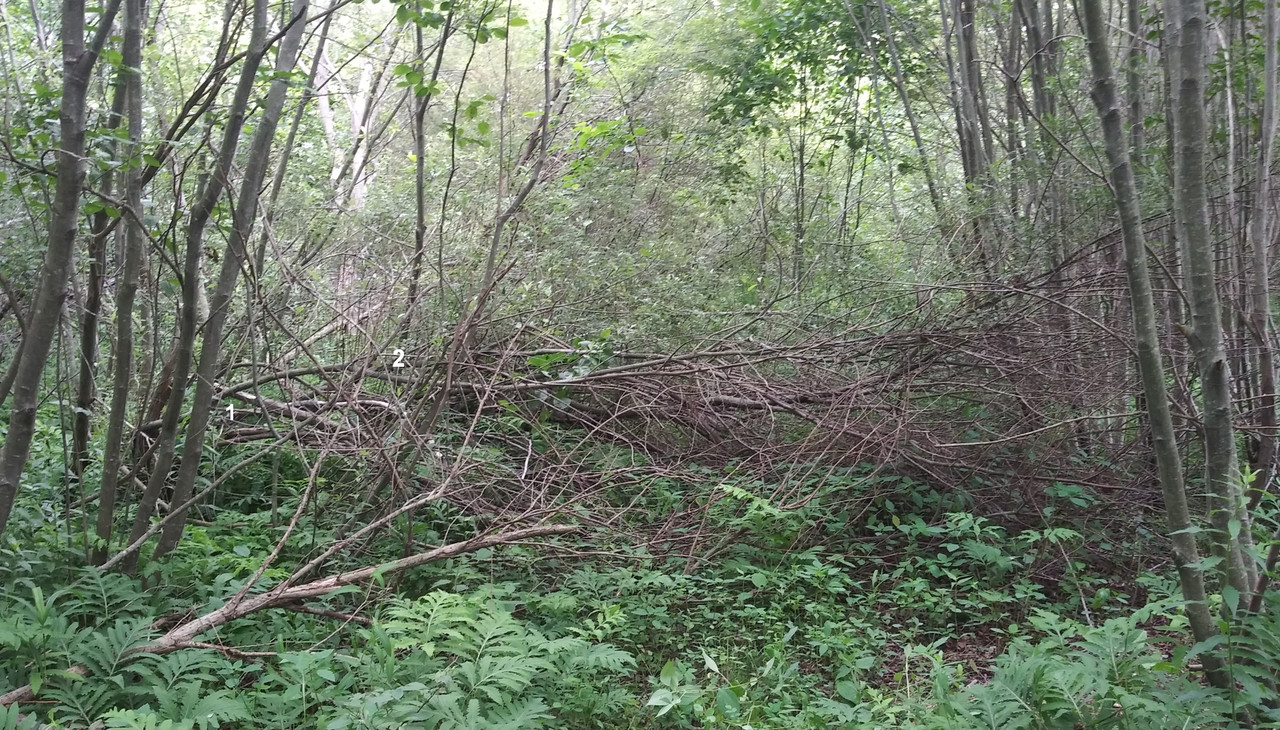 JD Broken Trees Across Trail1 C — Postimages