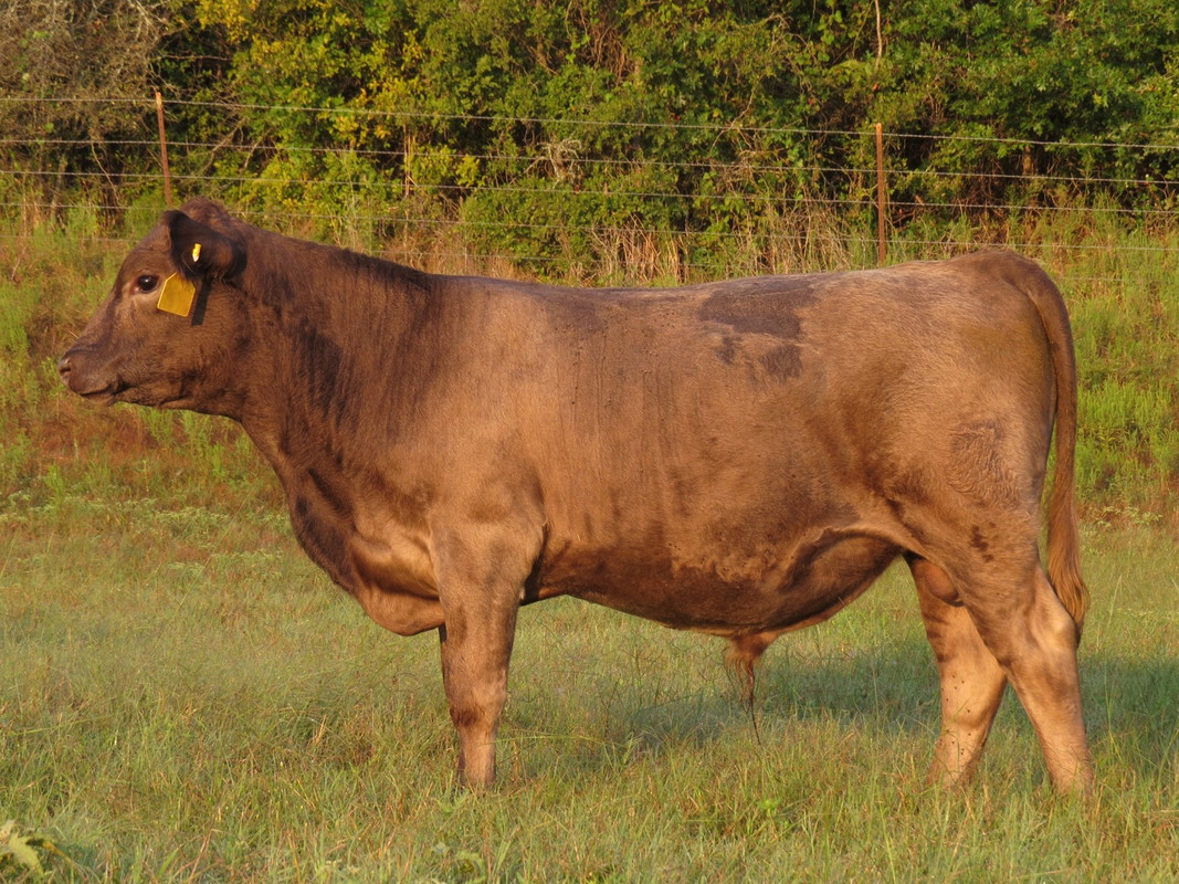 901 Bull (6 months)(2) — Postimages