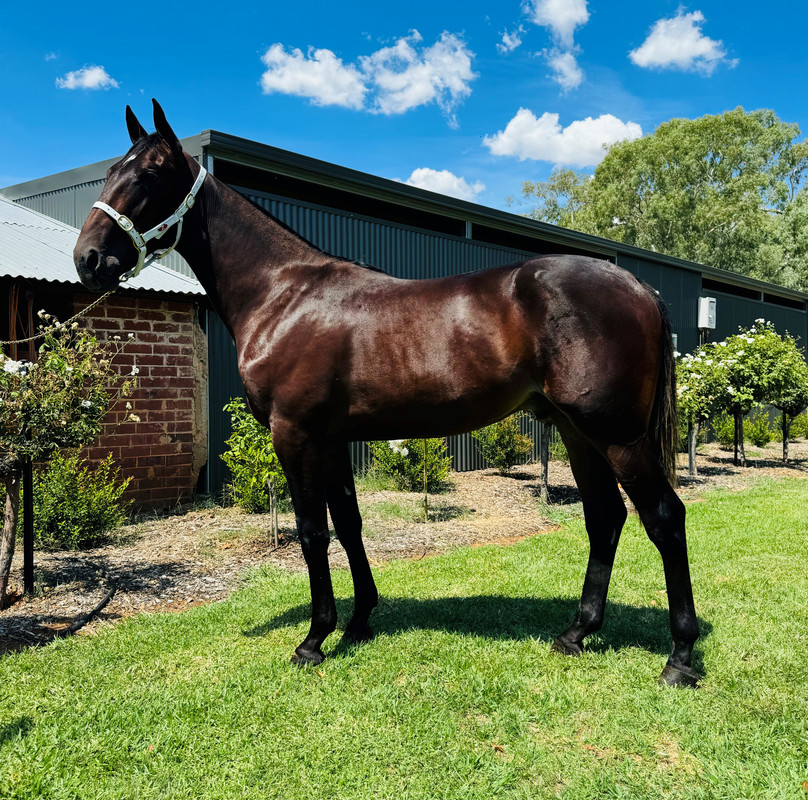 Australia Colt Family Home Custom Modular Homes And Multi Home