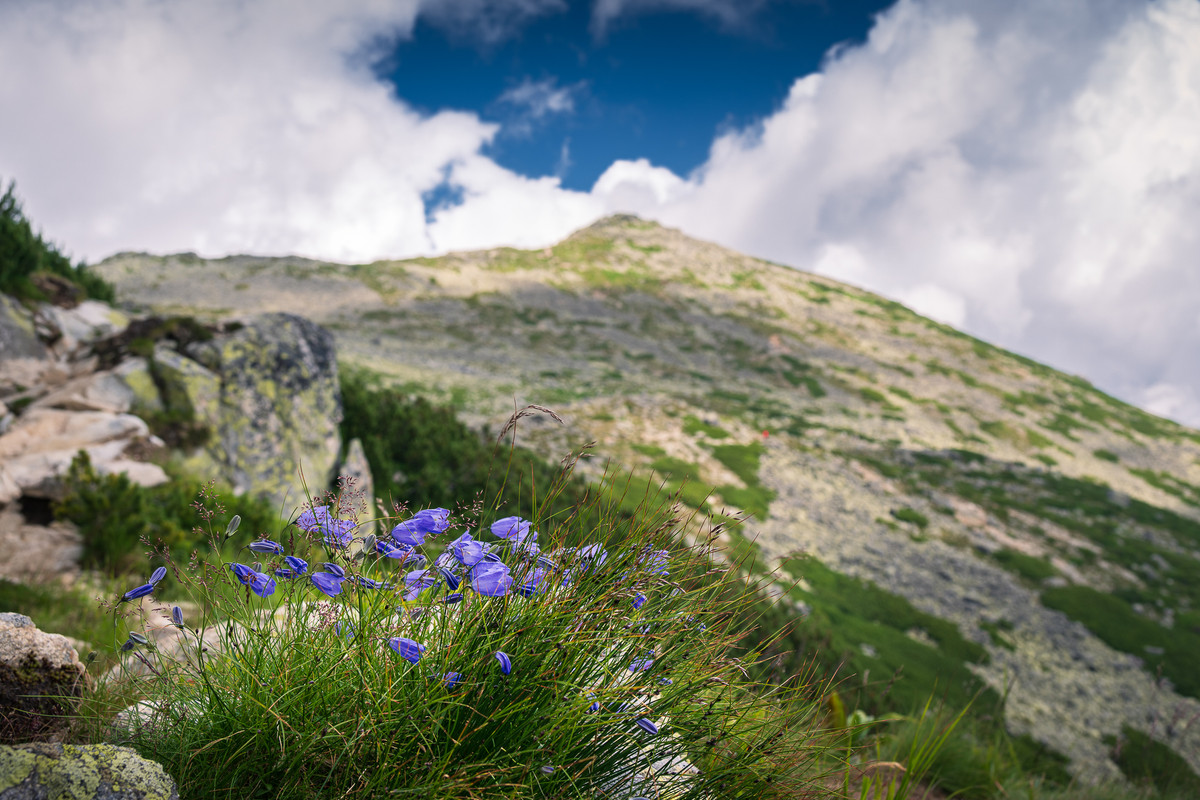 DSC 2734 — Postimages
