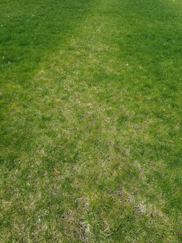 Not sure what's happening | Lawn Care Forum