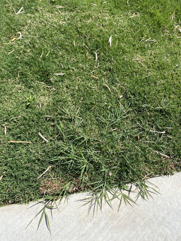 Removing bermuda from hybrid bermuda? | Lawn Care Forum