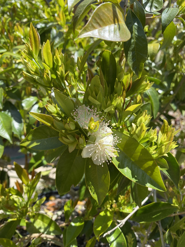 C9878 E1 E A008 4 B0 C 93 B4 880981 B8 FCC0 — Postimages