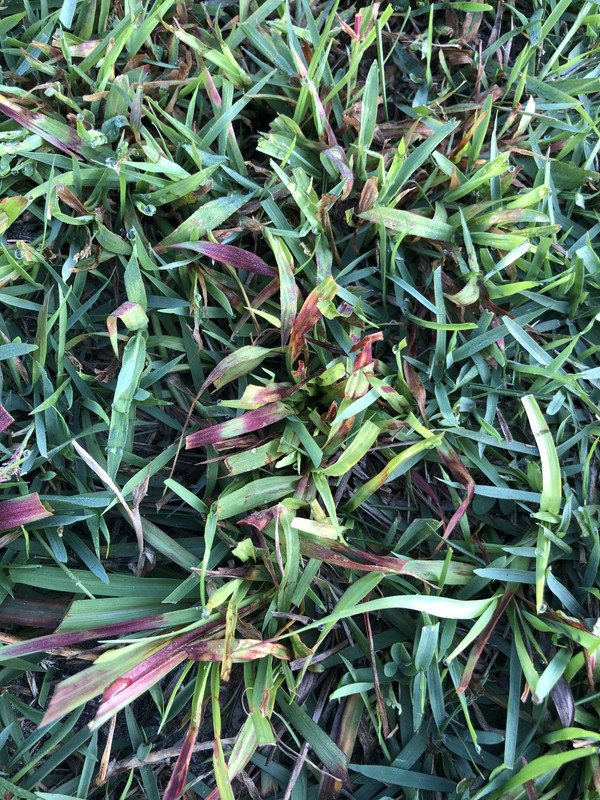 Red spots on invasive grass. | Lawn Care Forum