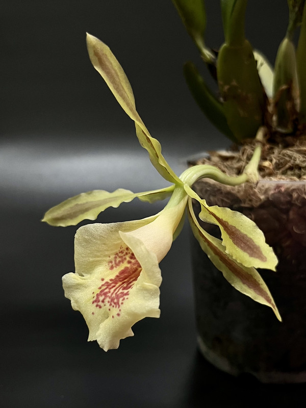 IMG 2540 — Postimages