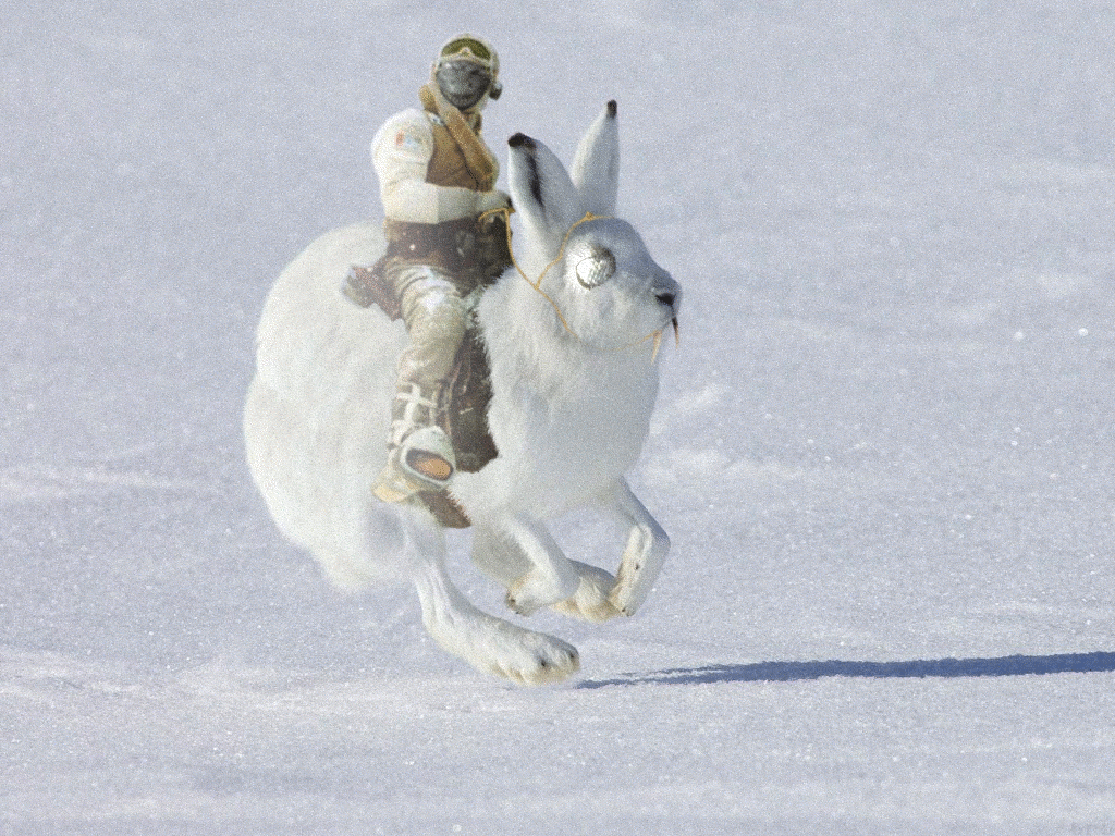 b3ta.com challenge: rabbits