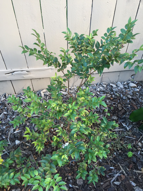 M coronata — Postimages