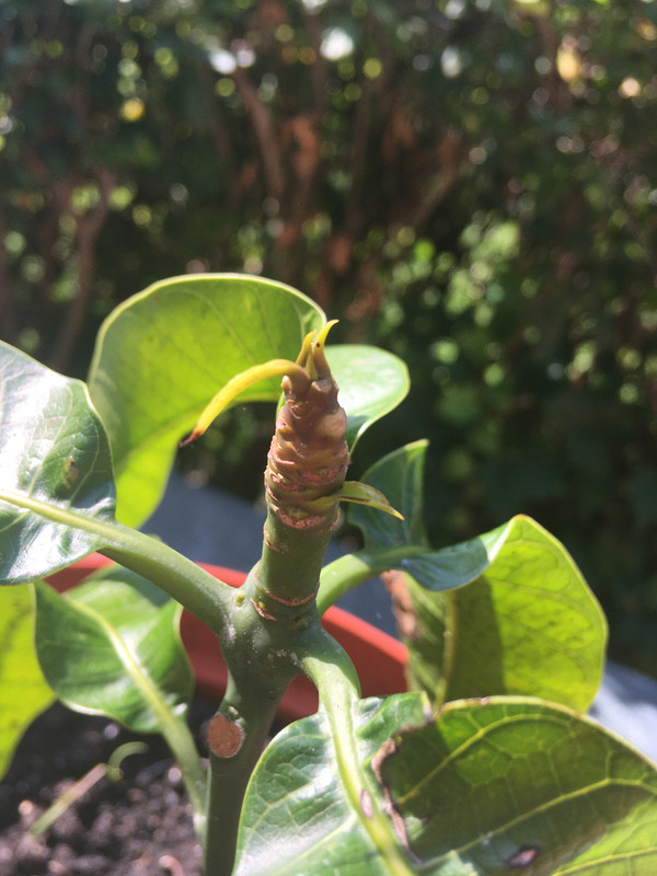 mango 2 — Postimages