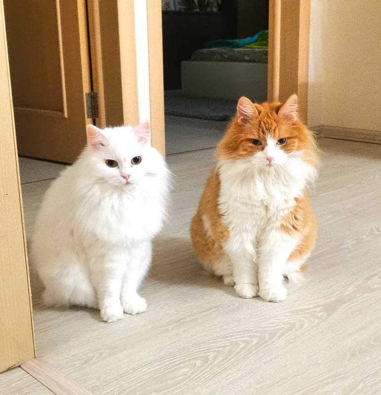 IMG 20200910 211808 — Postimages