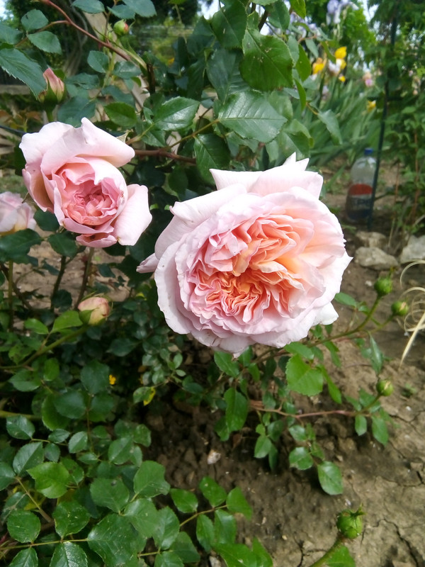 IMG 20190509 160806 — Postimages