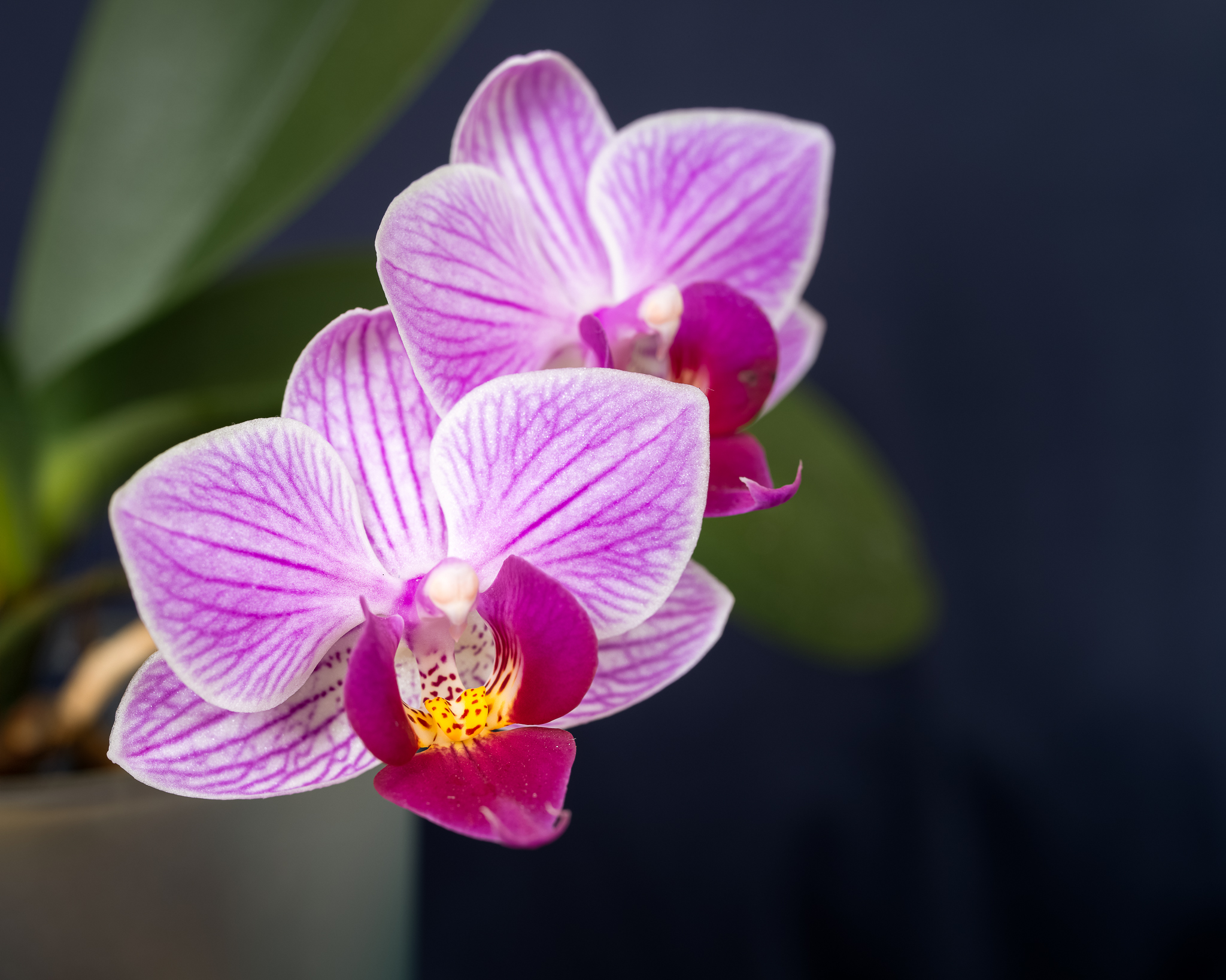 DSC 2811 Edit — Postimages