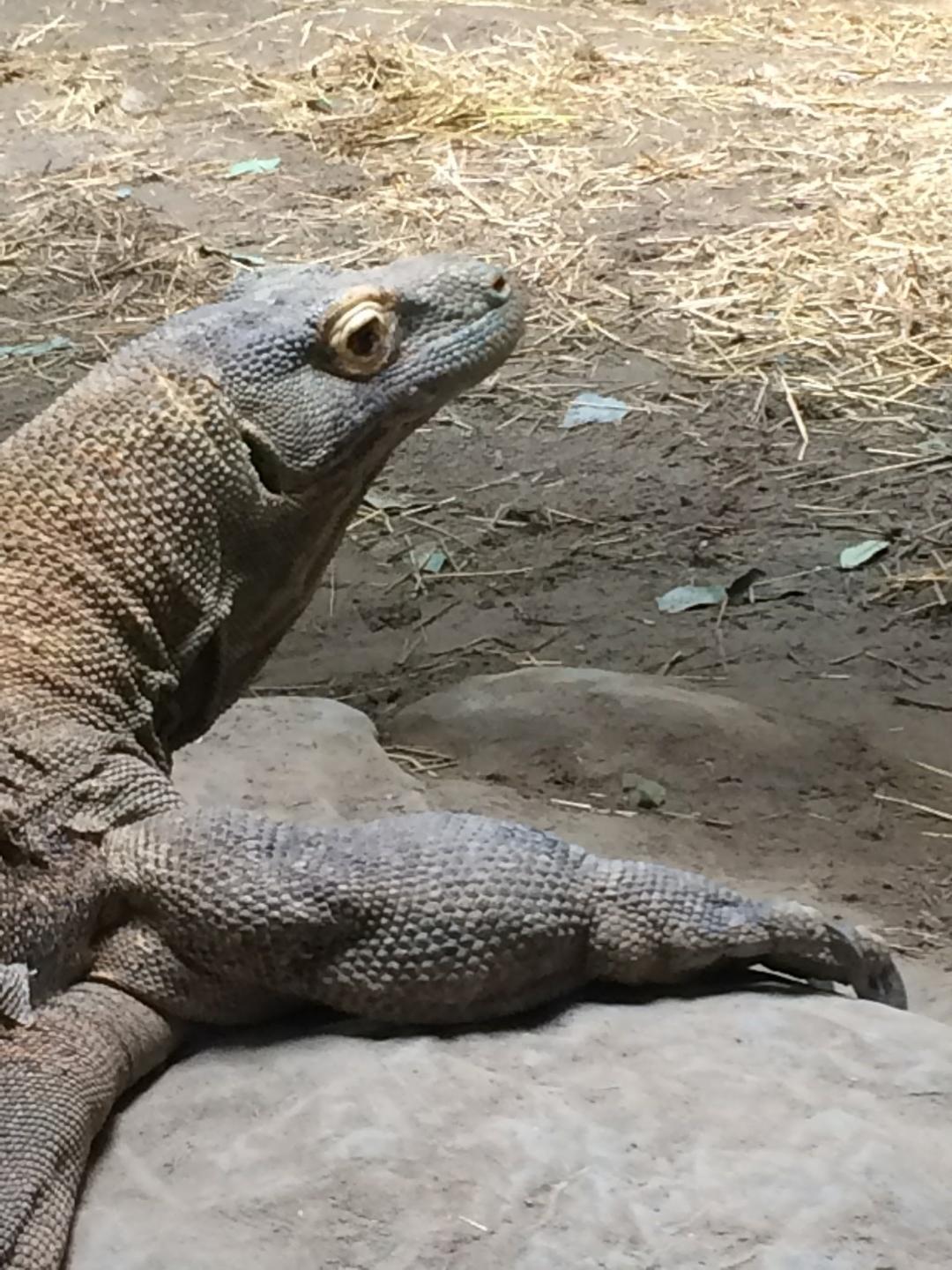 dragon — Postimages