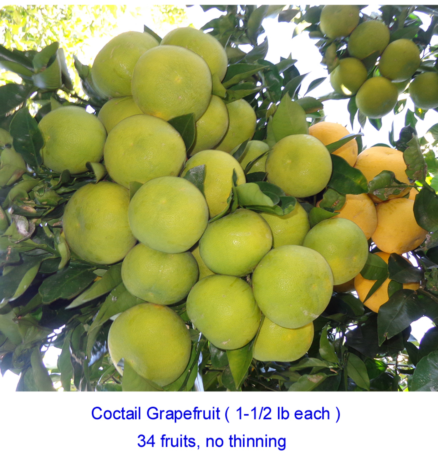 34 Cocktail Fruits One branch — Postimages