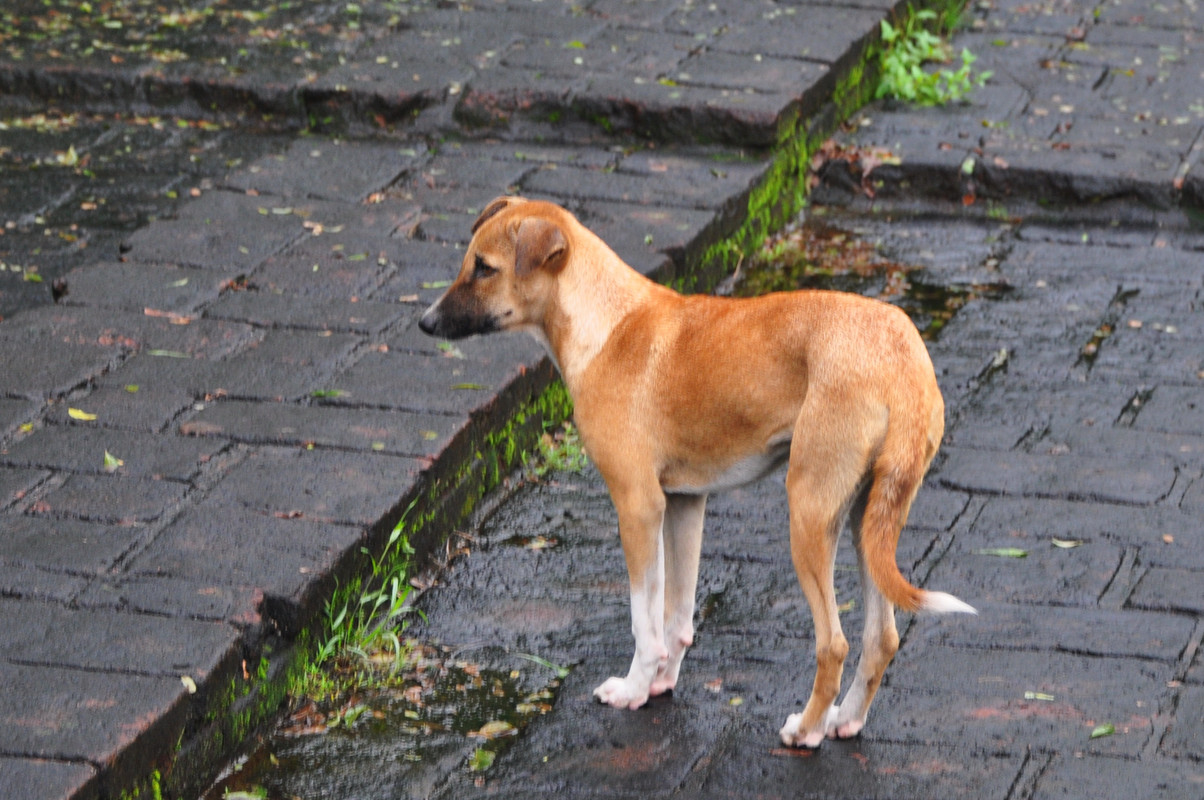 DSC 0333 — Postimages