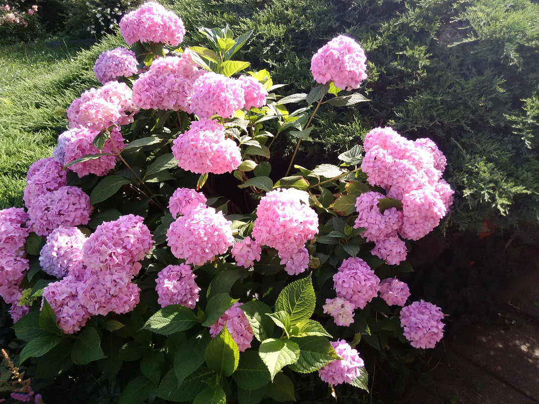 IMG 20230729 083806 — Postimages