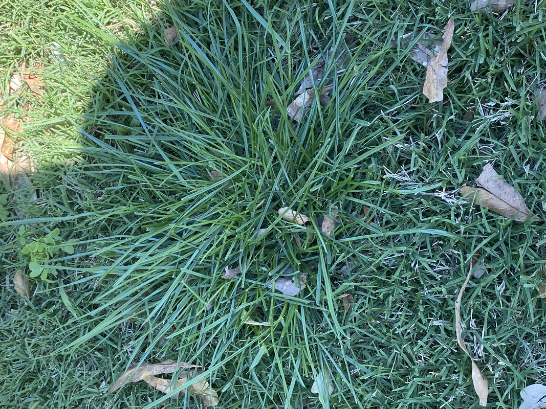 Is this Rye grass in my Bermuda | Lawn Care Forum