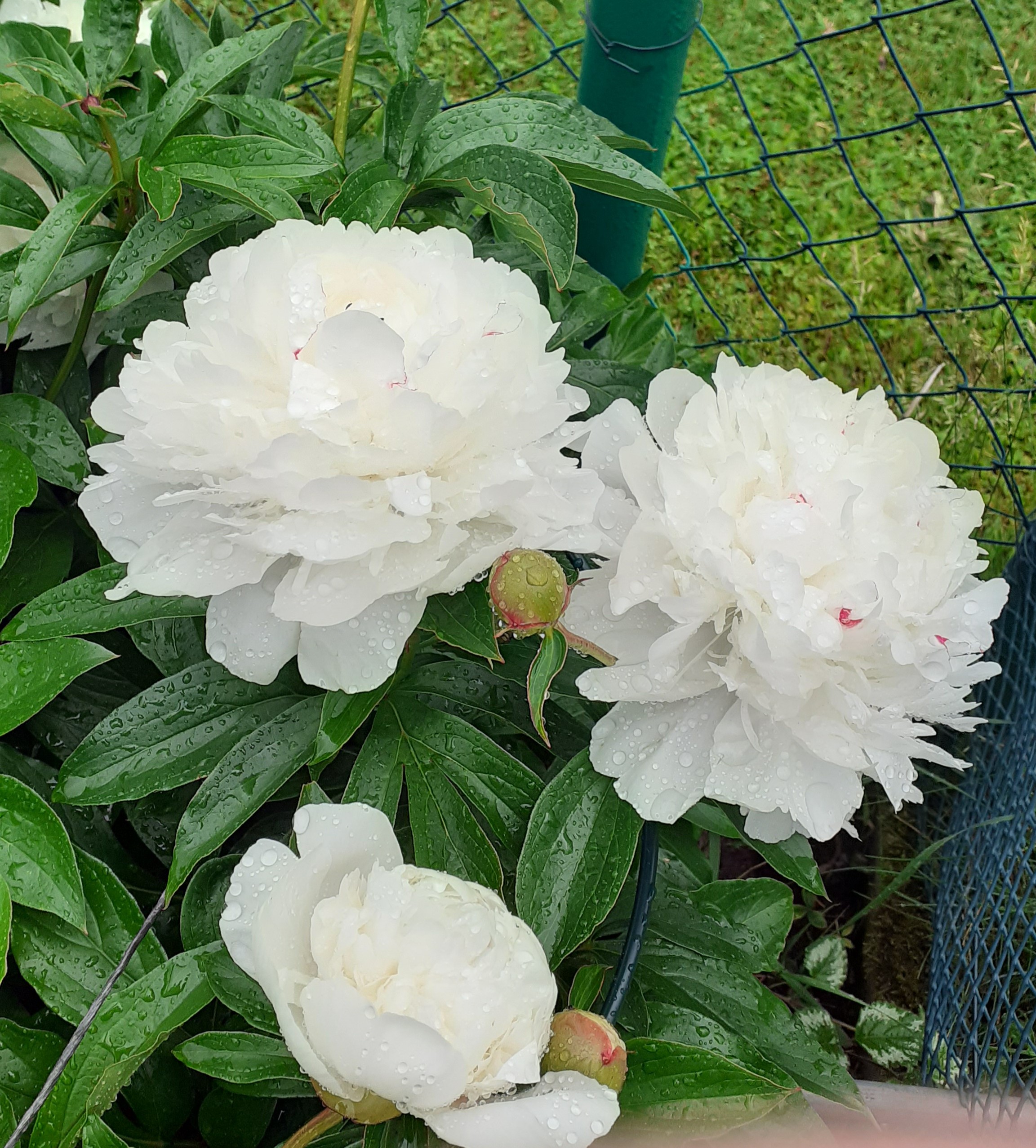 20220607 152000 (2) — Postimages