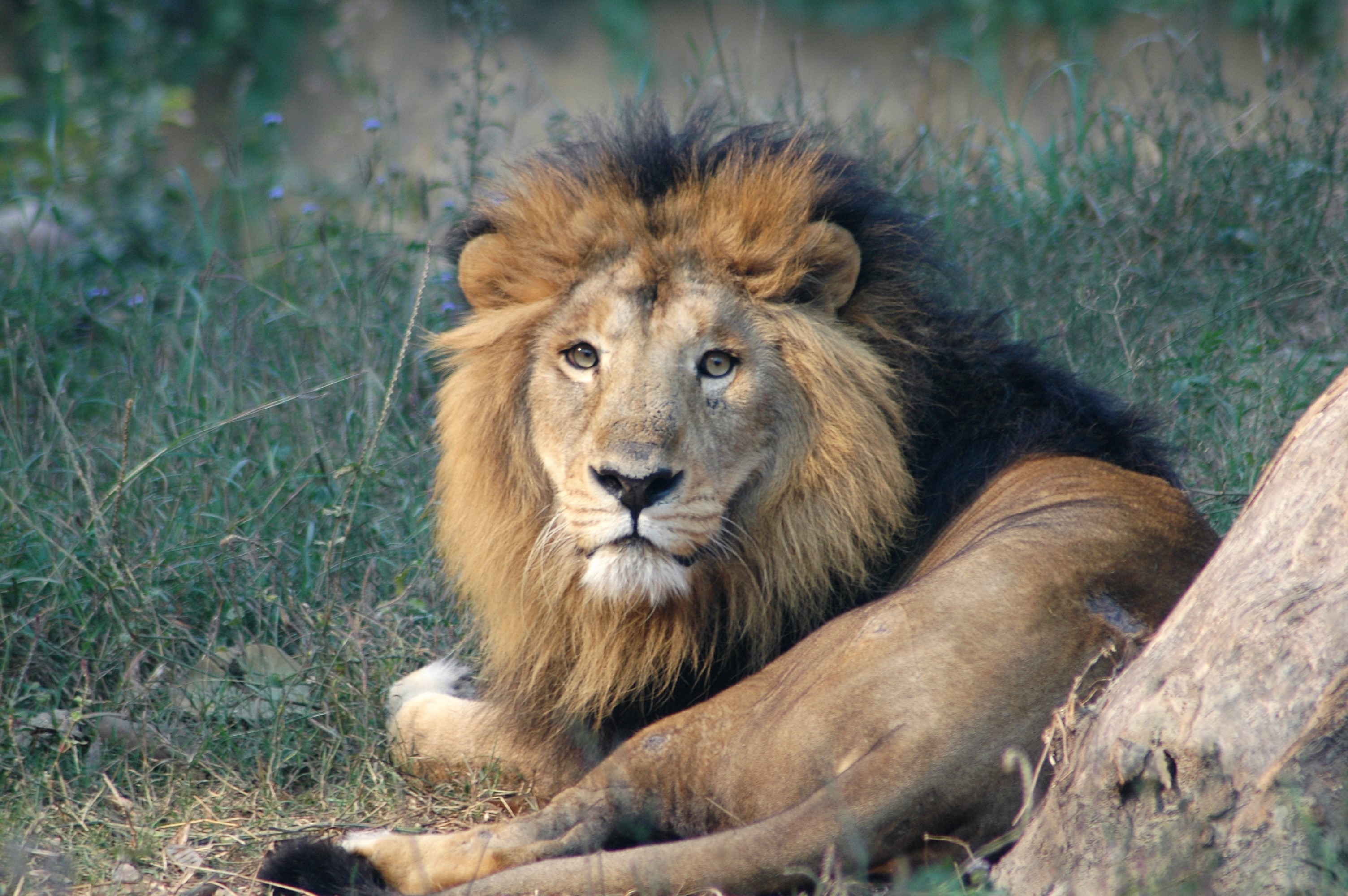 Zoos, Circuses, Safaris: A Gallery of Captivity