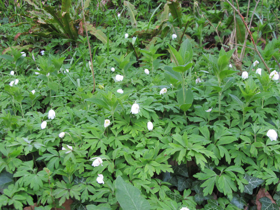 wind flowers — Postimages