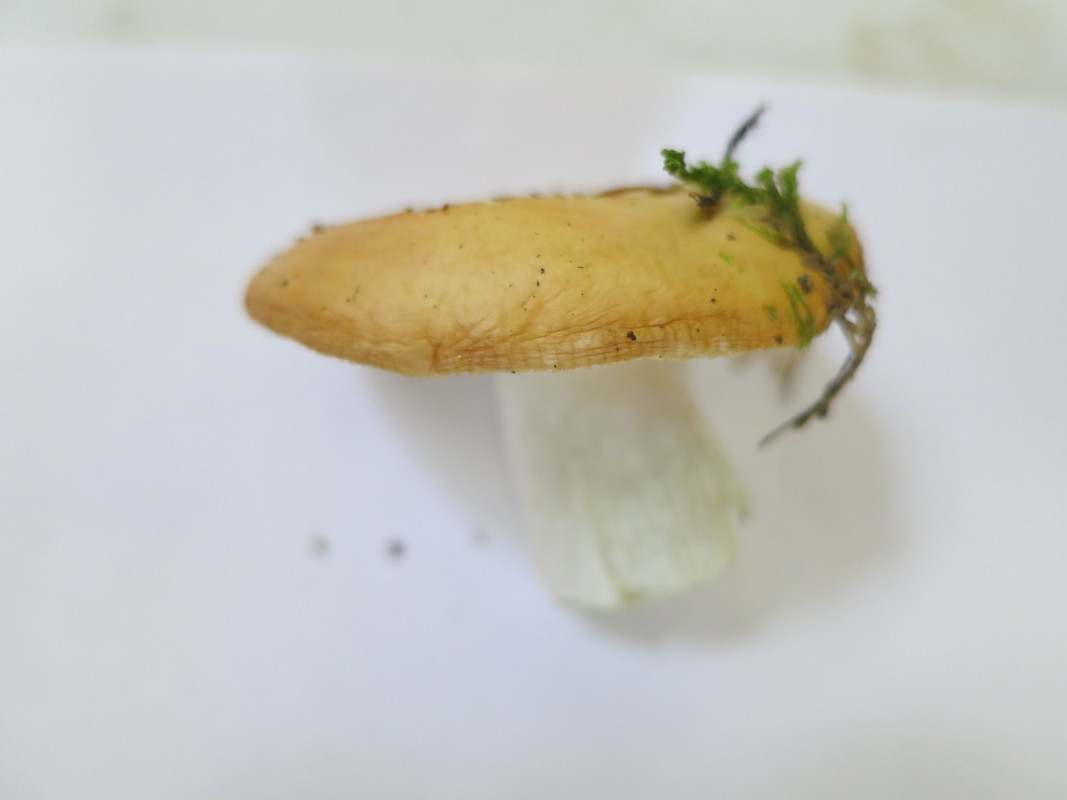 IMG 9495 — Postimages