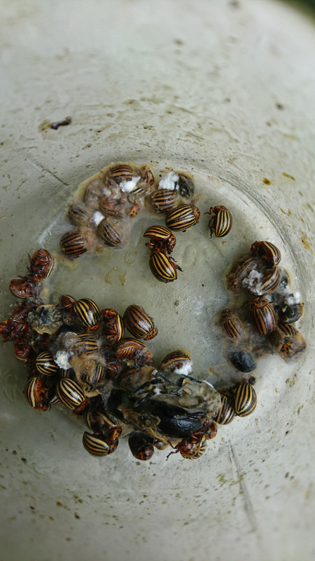 DSC 0600[1] — Postimages