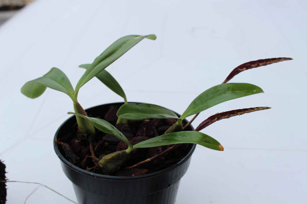 IMG 3327 — Postimages