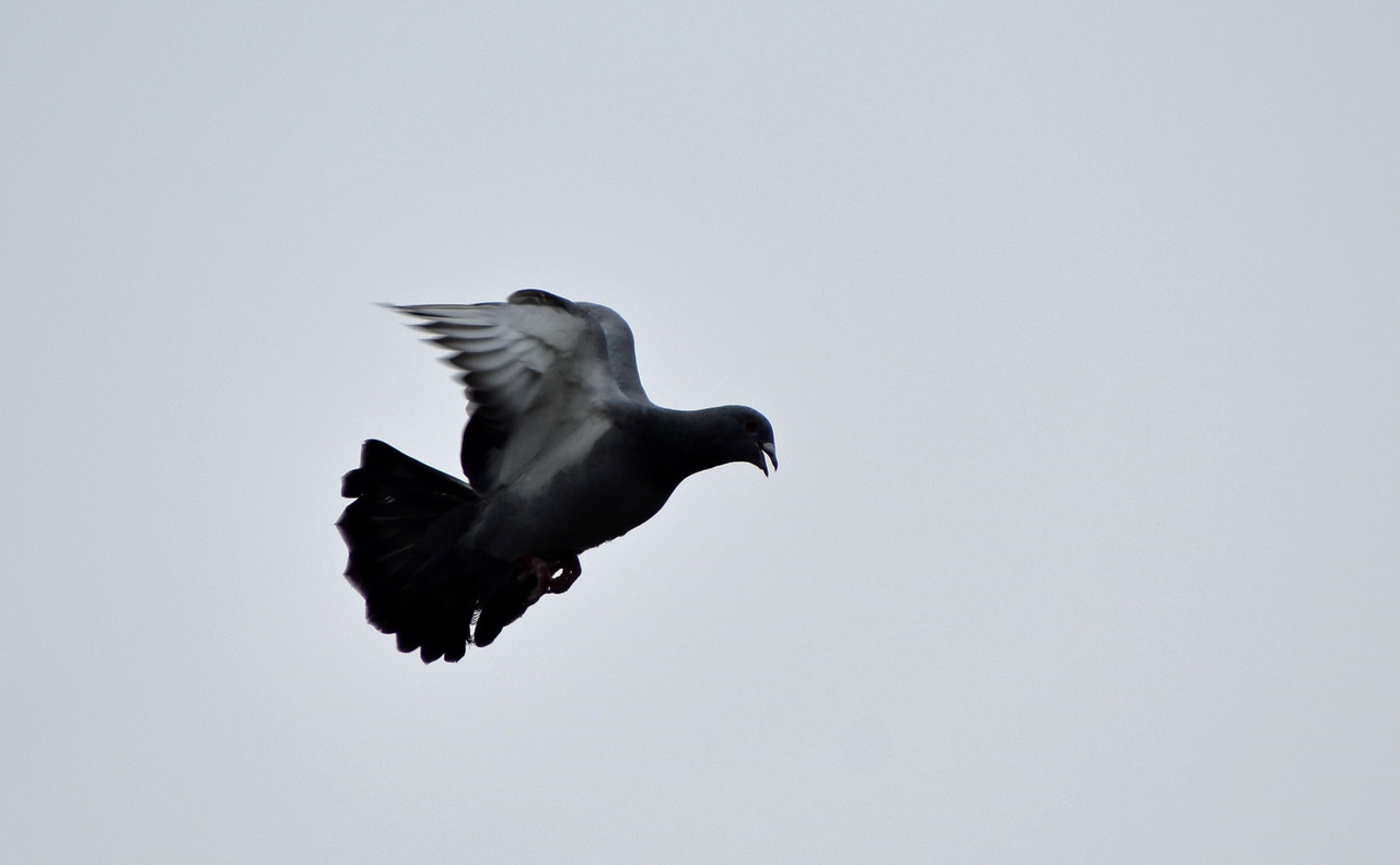 DSC 0014 AMB 5 5 22 — Postimages