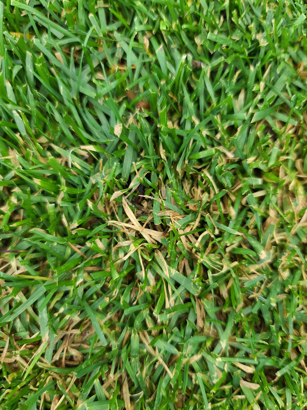 Plant growth regulator burn | Lawn Care Forum
