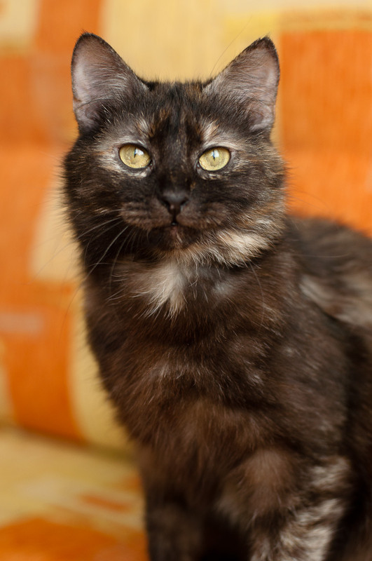 kot 29 — Postimages